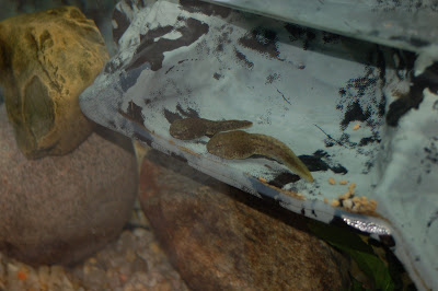 Cranium Cafe: The Terrarium