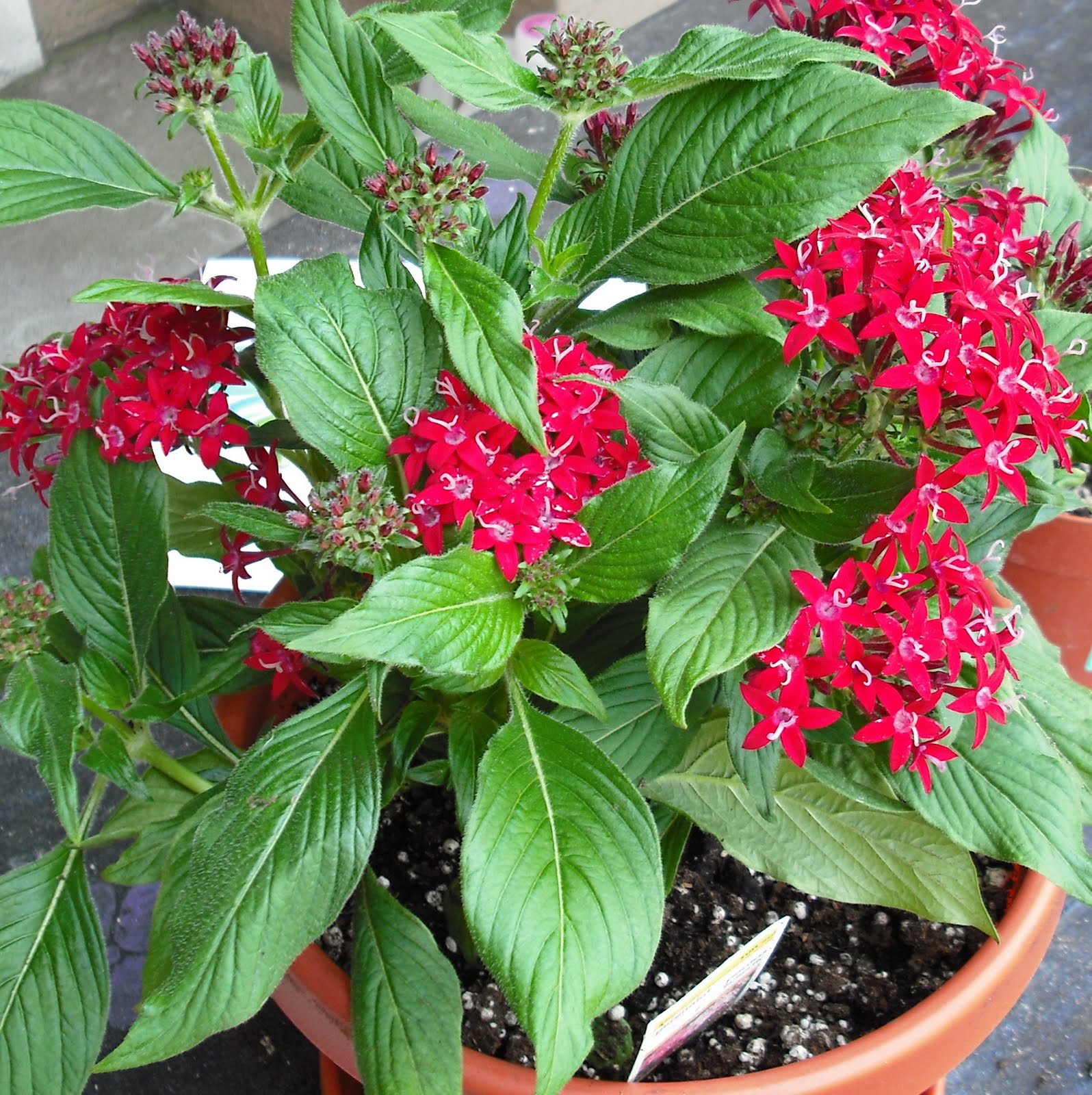 Imperfectly Painted: China Glaze-Bing Cherry & New Plants