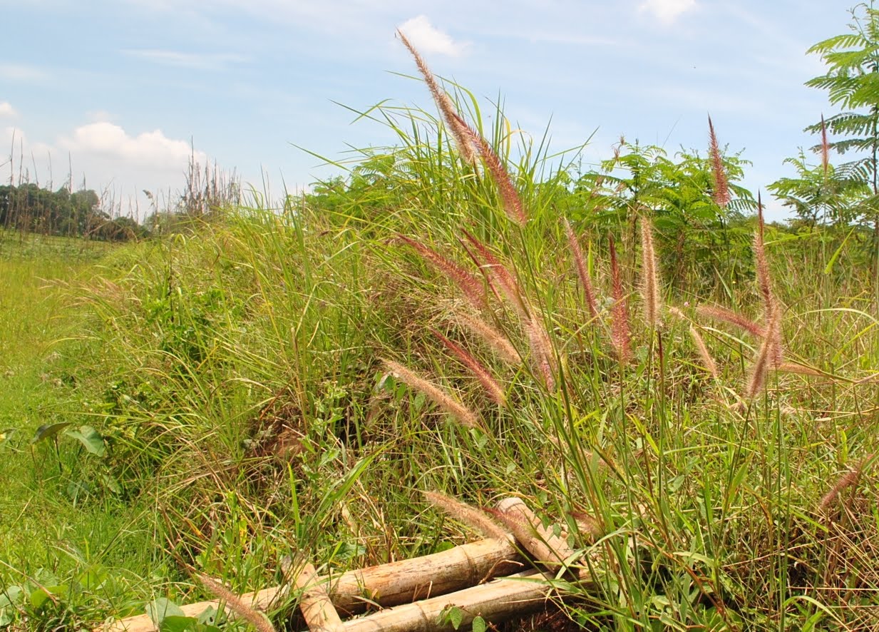 BLOG SUND DEWI: Bunga liar dikebun sengon