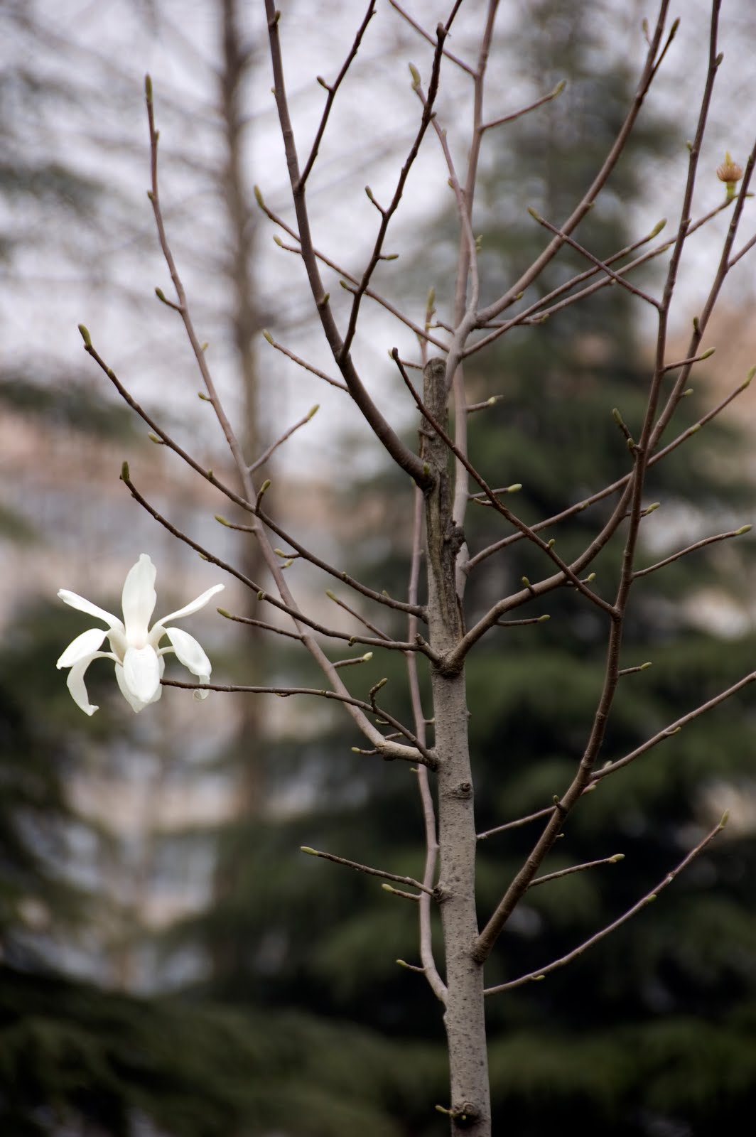 Sinocopia -- Life, Love, and Language in the Middle Kingdom: One ...