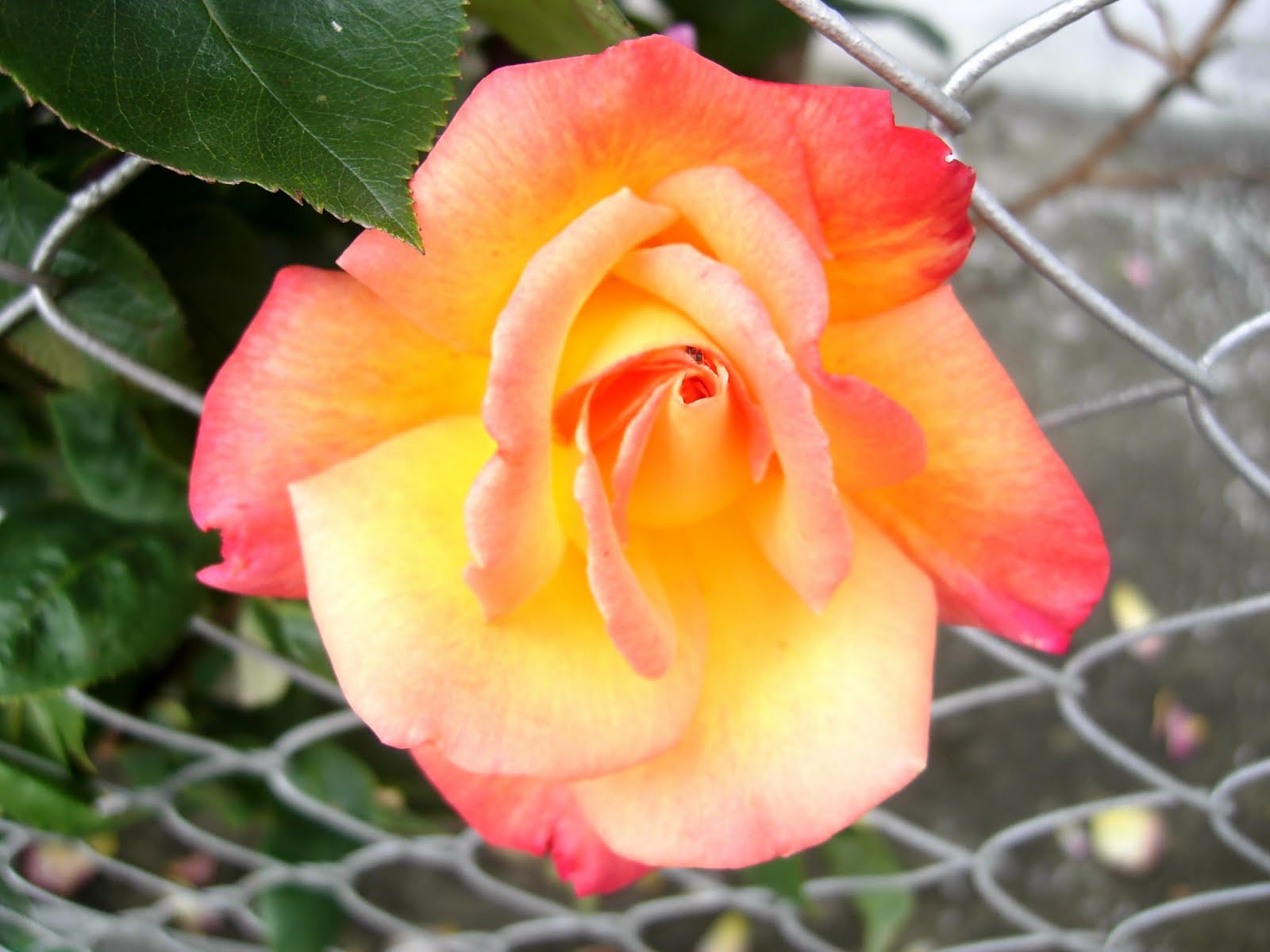 A orillas del Órbigo: Rosas