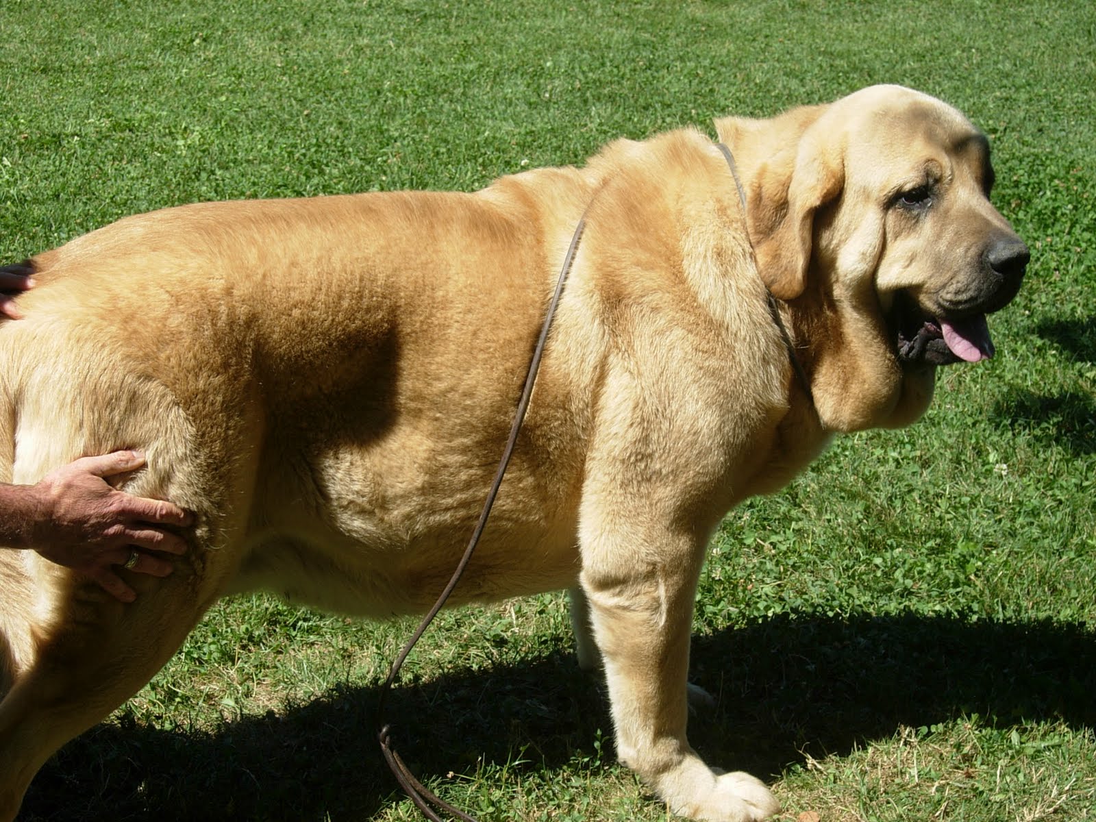A orillas del Órbigo: Mastines leoneses