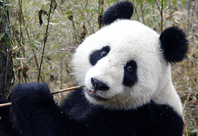 Panda: April 2011