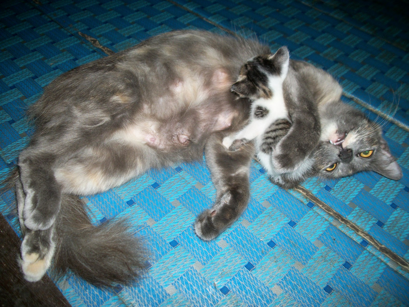 Suka Kucing