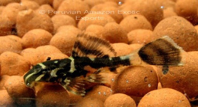 NEW ARRIVALS: RANGER PLECO