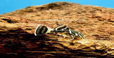 NEW ARRIVALS: RANGER PLECO