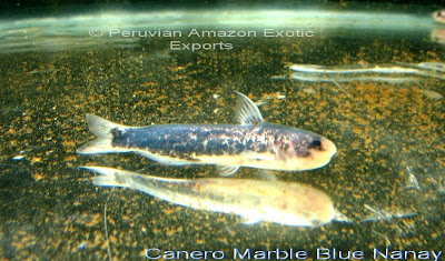 NEW ARRIVALS: CETOPSIS SP. - CANERO MARBLE BLUE NANAY