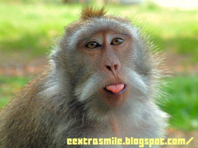 Crocodile And Monkey IQ CHALLENGE