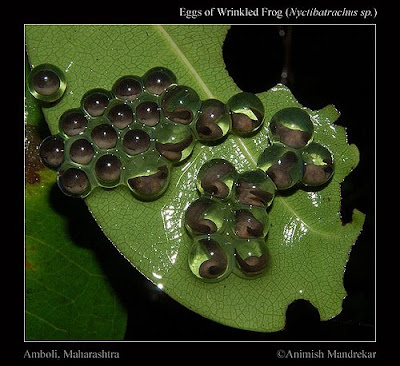 Nature India: Amboli Ghat - Biodiversity Hotspot (31st July to 2nd Aug'09)