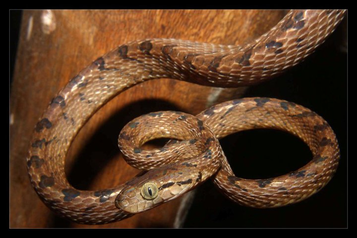 Nature India - Trip Experiences: Trip Reports by Nature India Tour ...