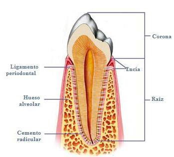 Periodonto; Espaço Biológico; Parodontium; Estruturas de Suporte Dentário