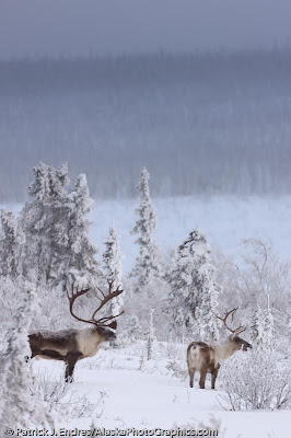 AlaskaPhotoGraphics Blog: Caribou in taiga