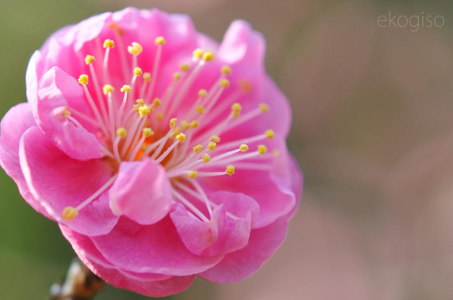 Foto Caminhos: Festival da flor de umê - japanese plum - 梅 まつり