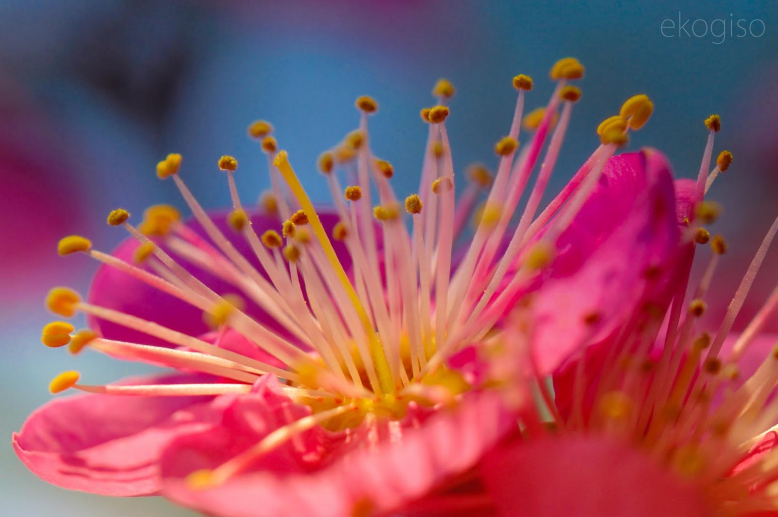 Foto Caminhos: Festival da flor de umê - japanese plum - 梅 まつり