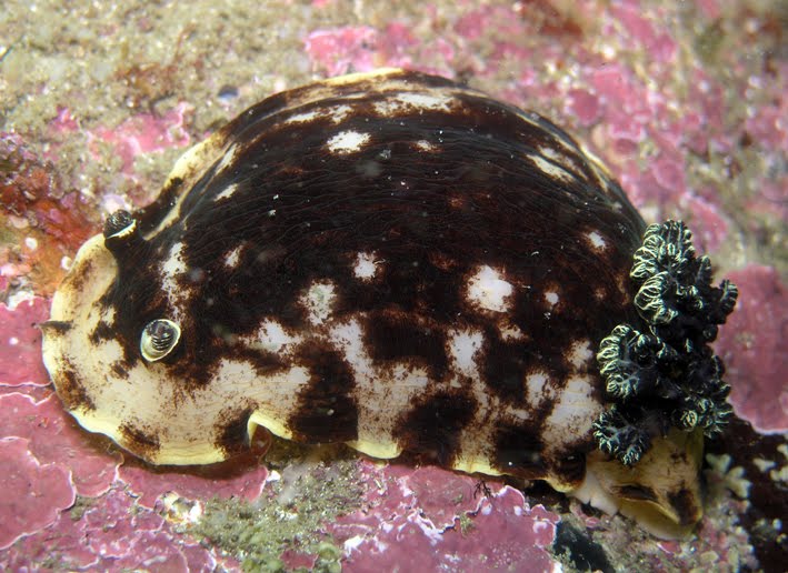 New Zealand marine life