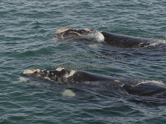 New Zealand marine life: SOUTHERN RIGHT WHALES