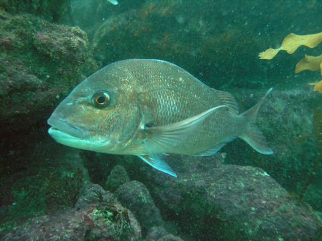 DISCOVER GOAT ISLAND: Te Kura Kaupapa Maori o Te Kura Kokiri