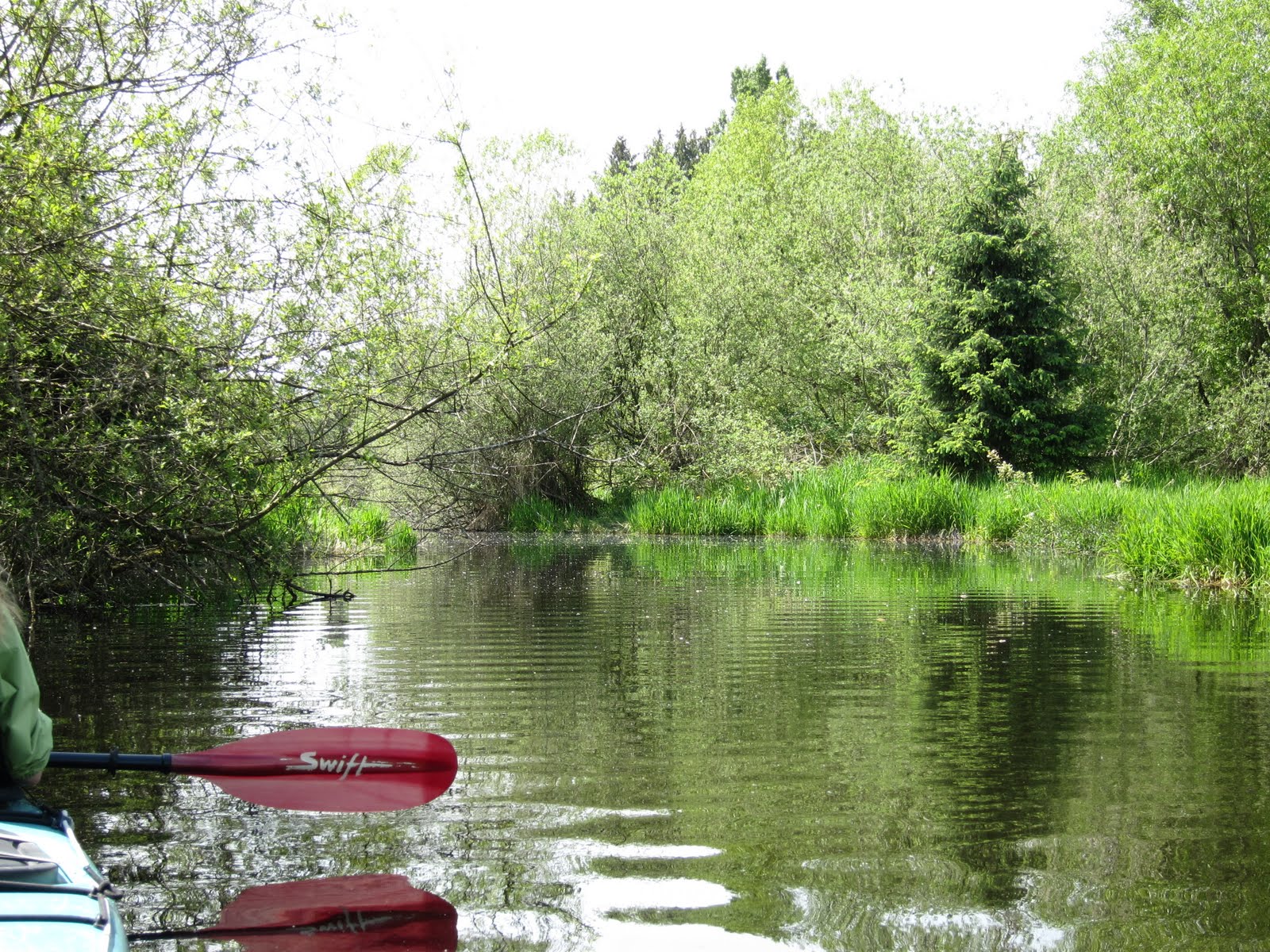 Pacific Northwest Seasons: Swamp Creek: Saving Salmon, One Stream at a Time