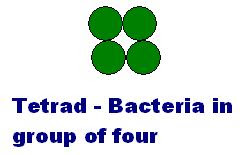 Principle Microbiology: Cocci Bacteria
