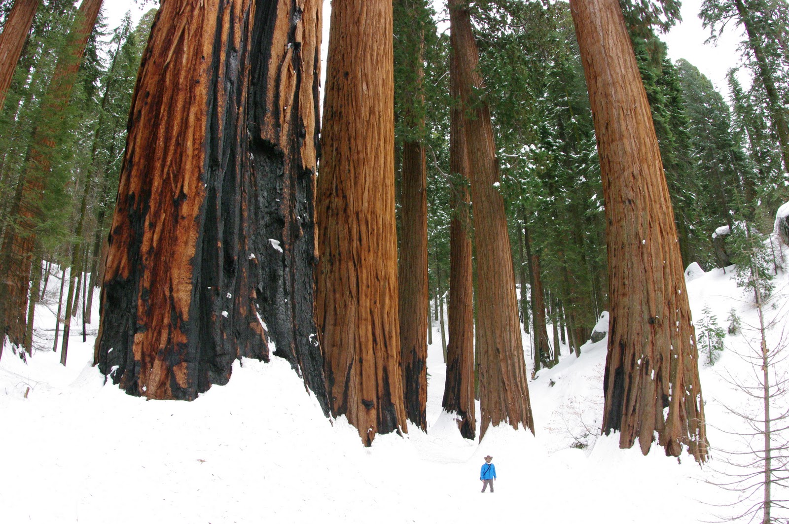 Green Blazing: Sequoia National Park, California