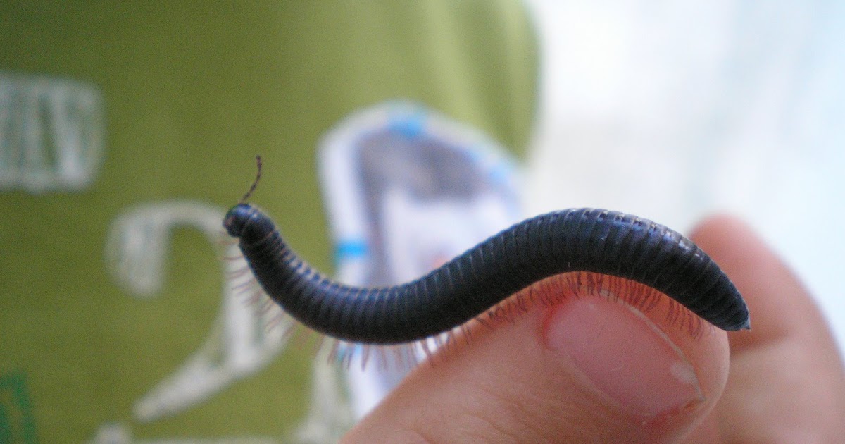 crianças com voz: As Marias-cafés são venenosas?