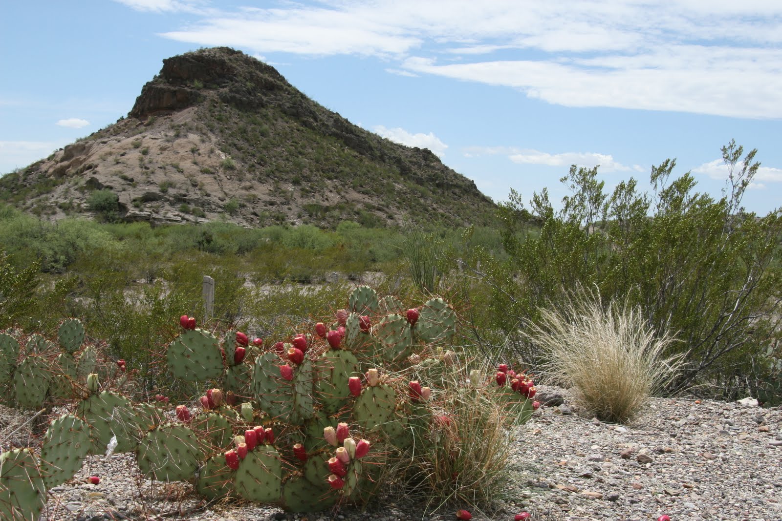 Chihuahuan Desertscape | Desert landscaping, Mountain trails, Landscape