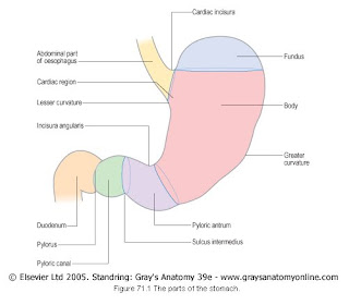 Medical Textbook in The Net: Gaster Anatomy I