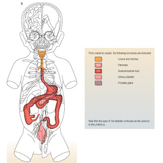 Medical Textbook in The Net: Anatomy of the Neonates