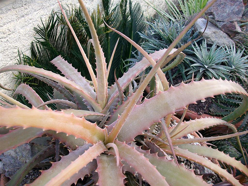 Dyckia Brazil: Dyckia companion......Hechtia rosea