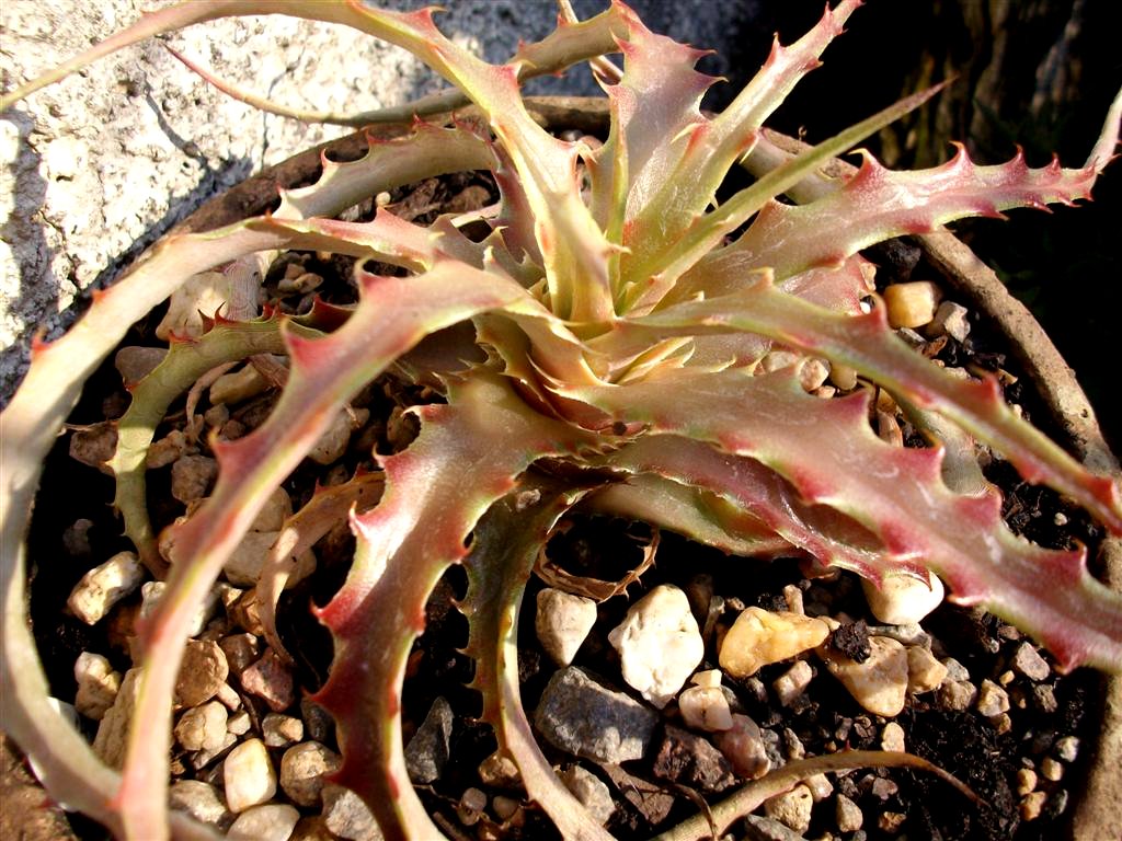 Dyckia Brazil: Dyckia company: Hechtia glomerata