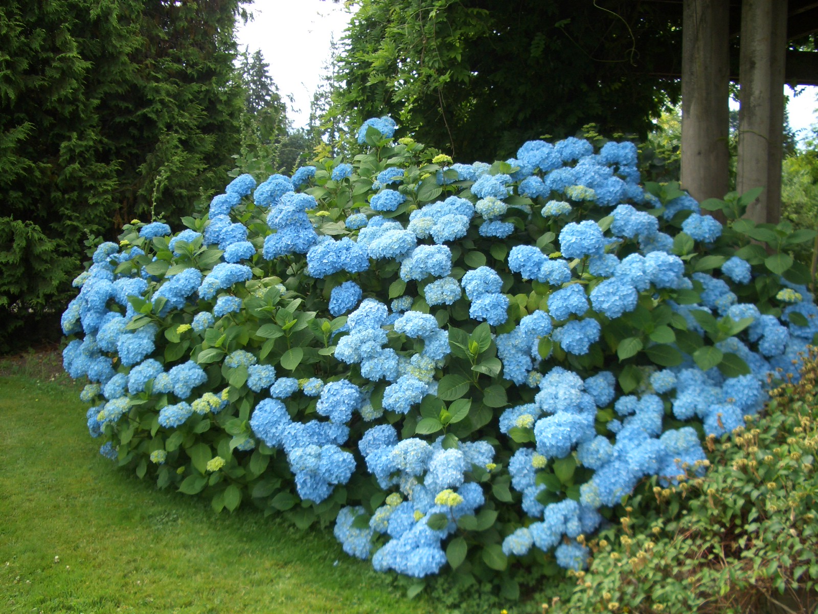 Lady Stacia: Postcard flowers