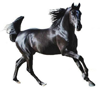 Kuda Hitam: Si Kuda Hitam