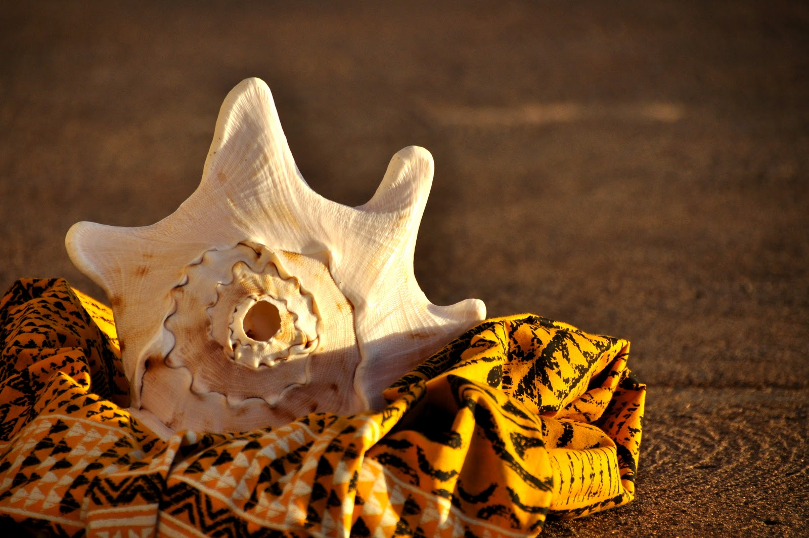 Oahu Daily Photo: Pu Shell Horn