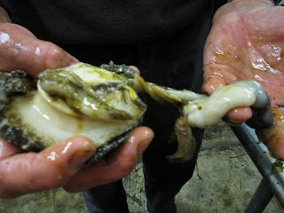 To Market, To Market with San Diego Foodstuff: Wild Abalone