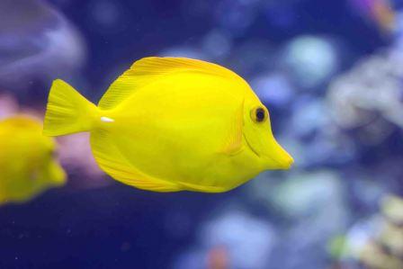 Les Ciències i jo: Els desplaçaments: El peix i el cavall