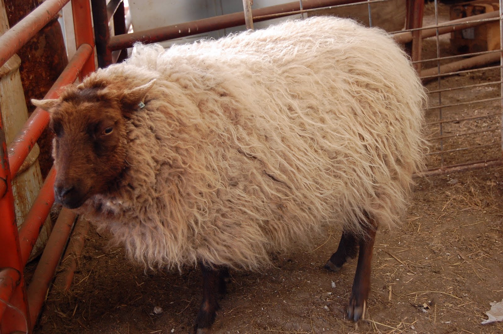 Limpus Shetland Sheep Farm: getting ready to shear