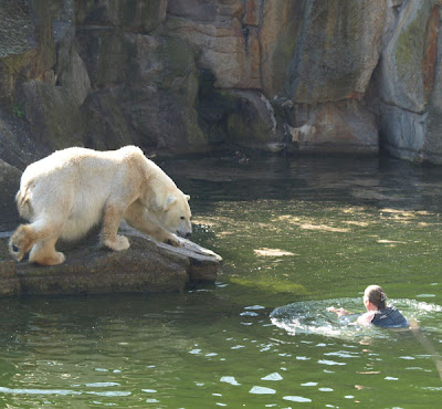Pensamentos Com Asas (*): Brincando com Ursos Polares na Alemanha