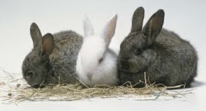 أنواع الأرانب 2 ~ أنواع الحيوانات