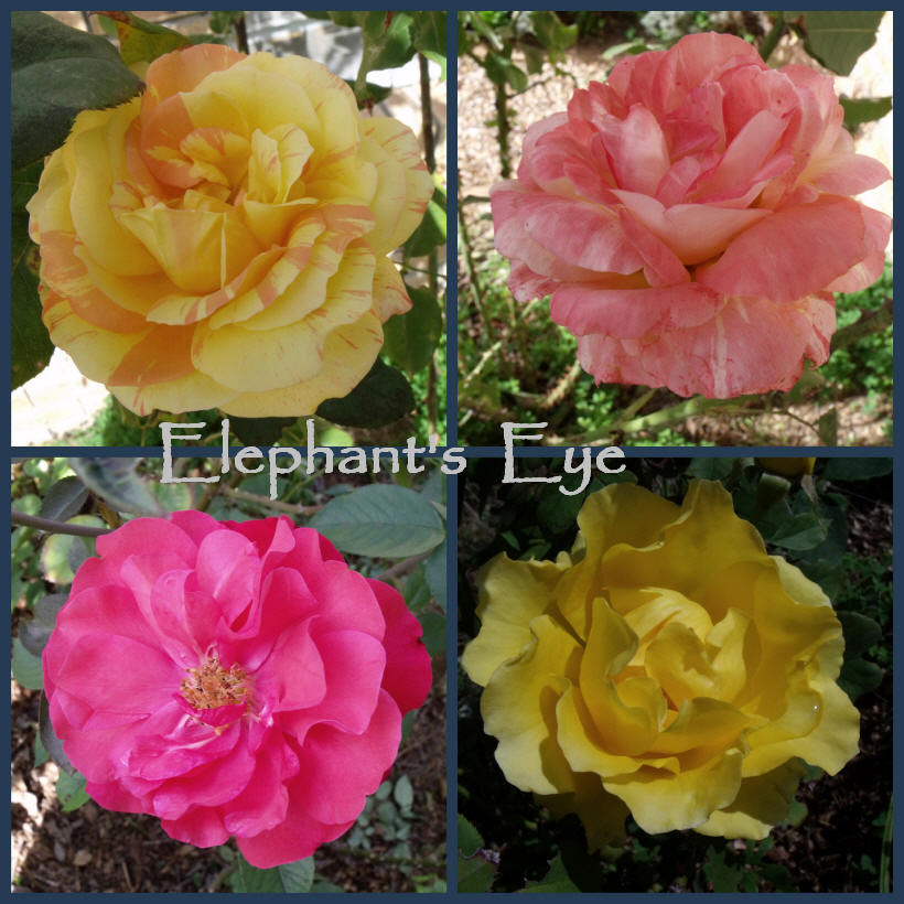 Elephant's Eye: MayflowerS
