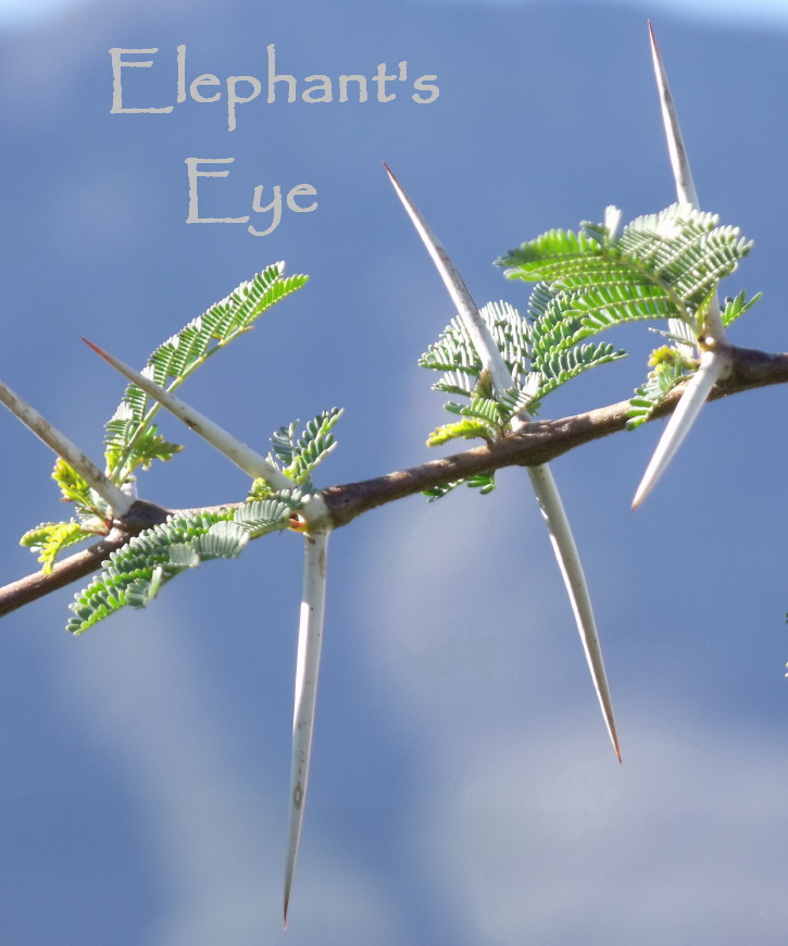 Elephant's Eye: Fever tree, umbrella thorn, mimosa, Port Jackson