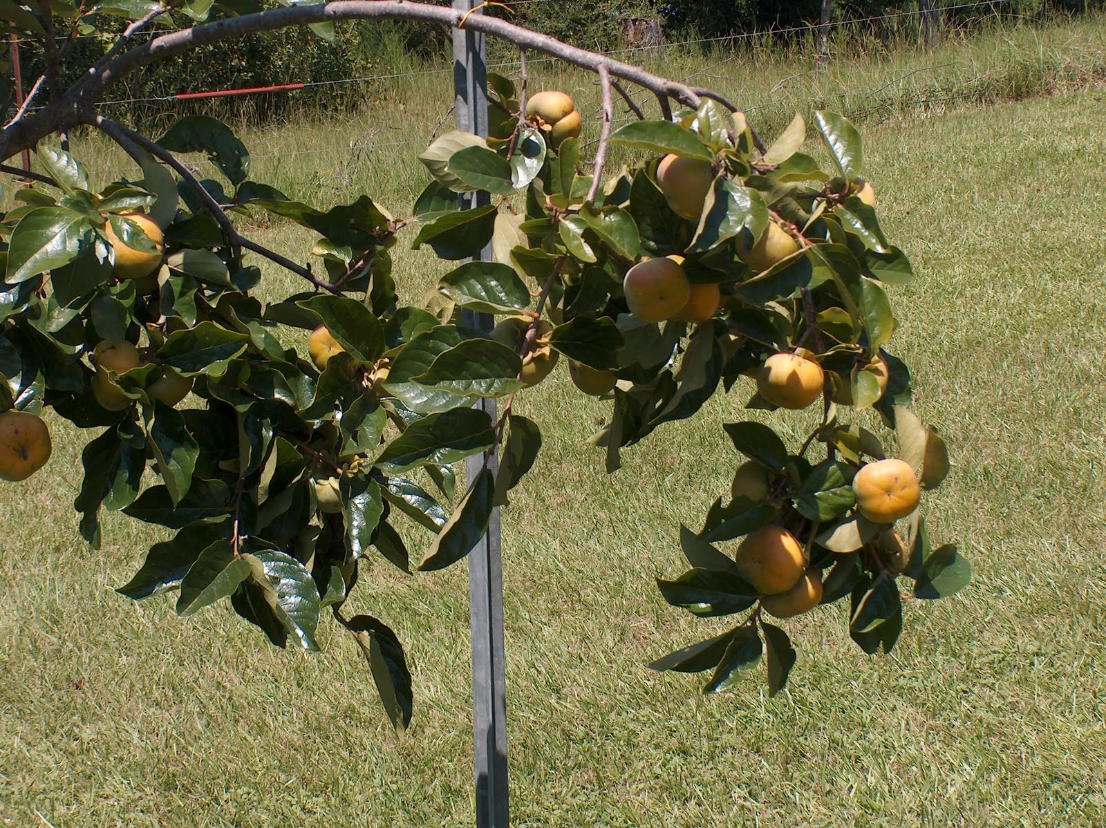 Landscape Plants by Cliff: FUYU PERSIMMON
