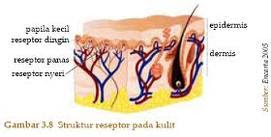 PANCA INDERA: Macam-Macam Alat Indera