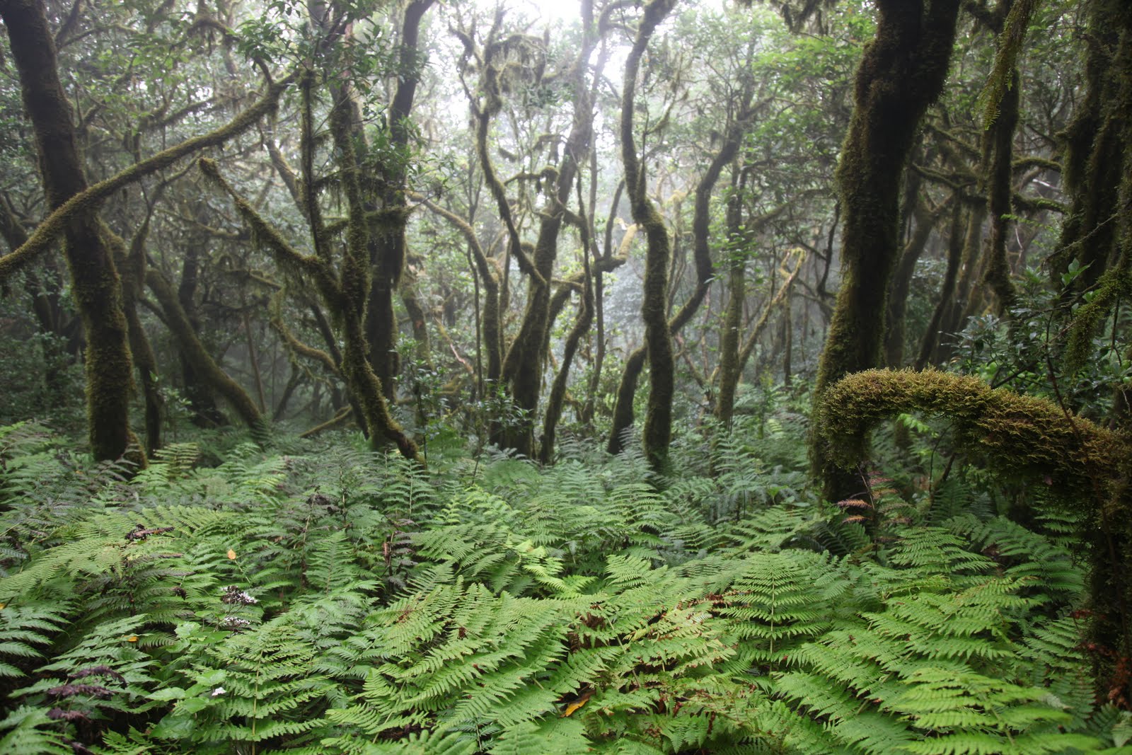 Paseos por mi Tierra: El Bosque Encantado (Ensillada, Macizo de Anaga)
