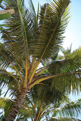 Part 2: Exploring the beauty of Alona Beach! | My Little World by Mommy ...