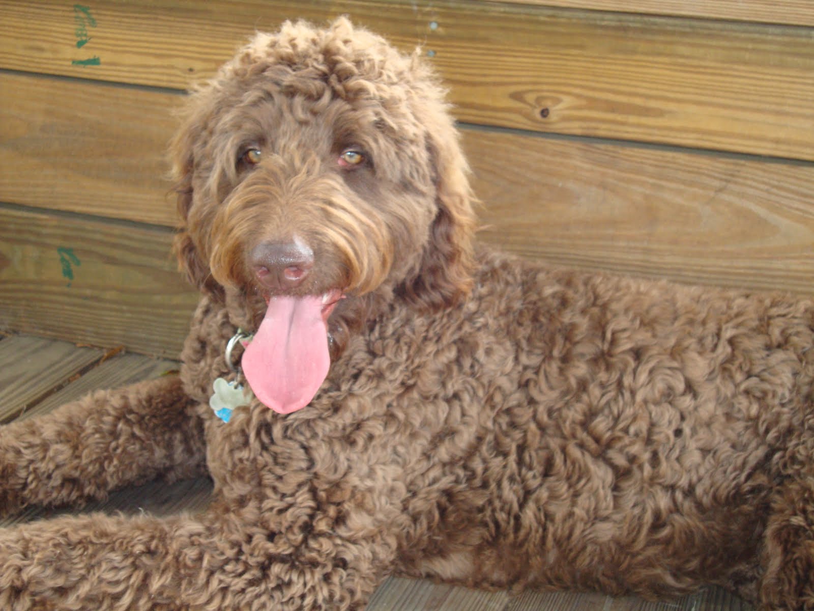 Camilla the Labradoodle: Summer Haircut Pics