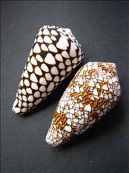 Eclectica: Dangerous sealife