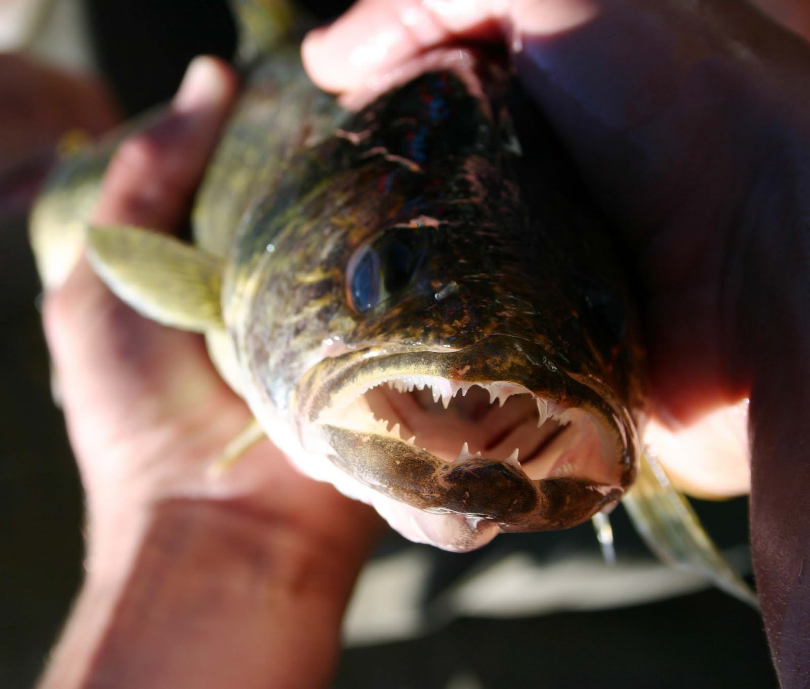 Backcountry Utah's Outdoor Adventure Journal: Utah’s Tastiest Fish? Try ...