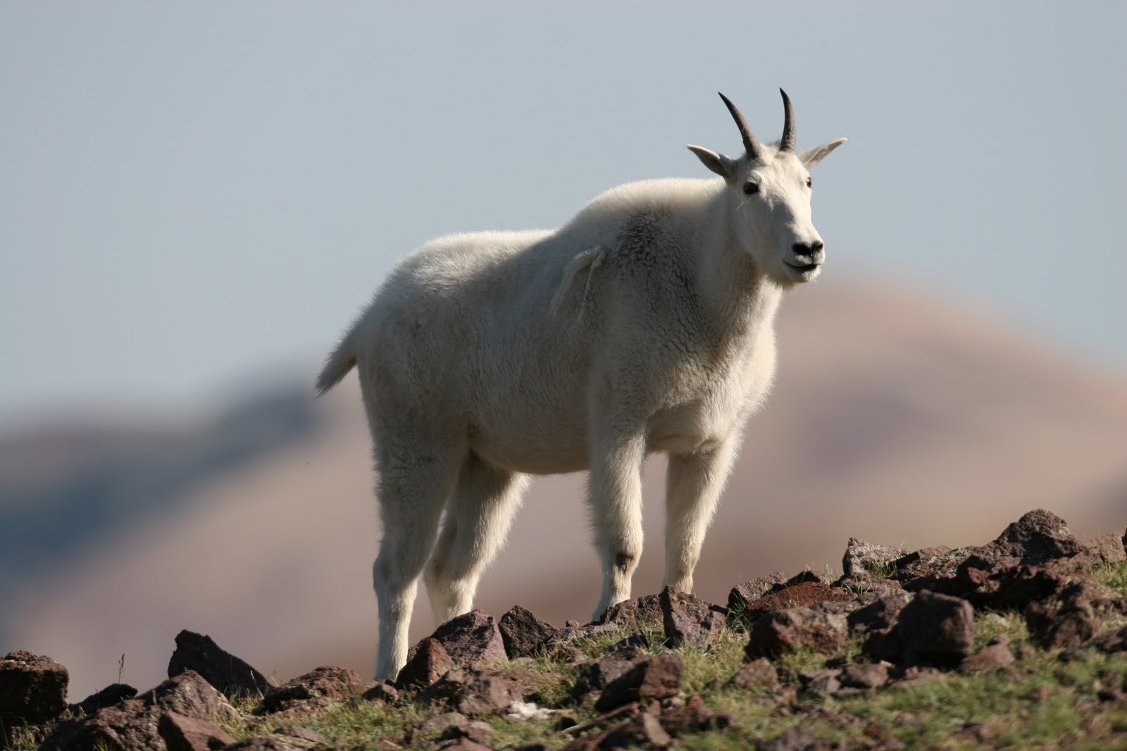 Backcountry Utah's Outdoor Adventure Journal: See Mountain Goats in ...