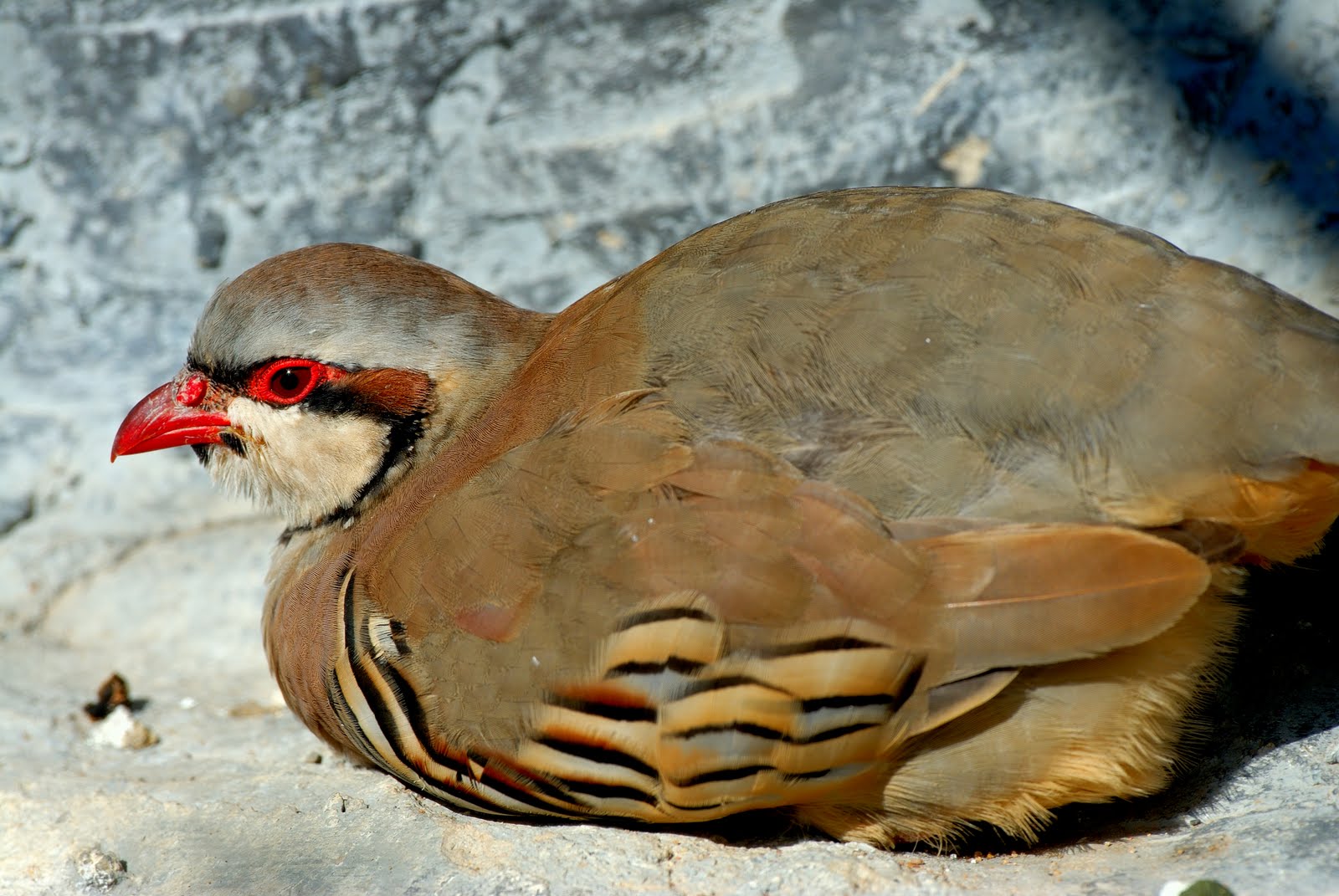 Backcountry Utah's Outdoor Adventure Journal: Partridge and grouse ...