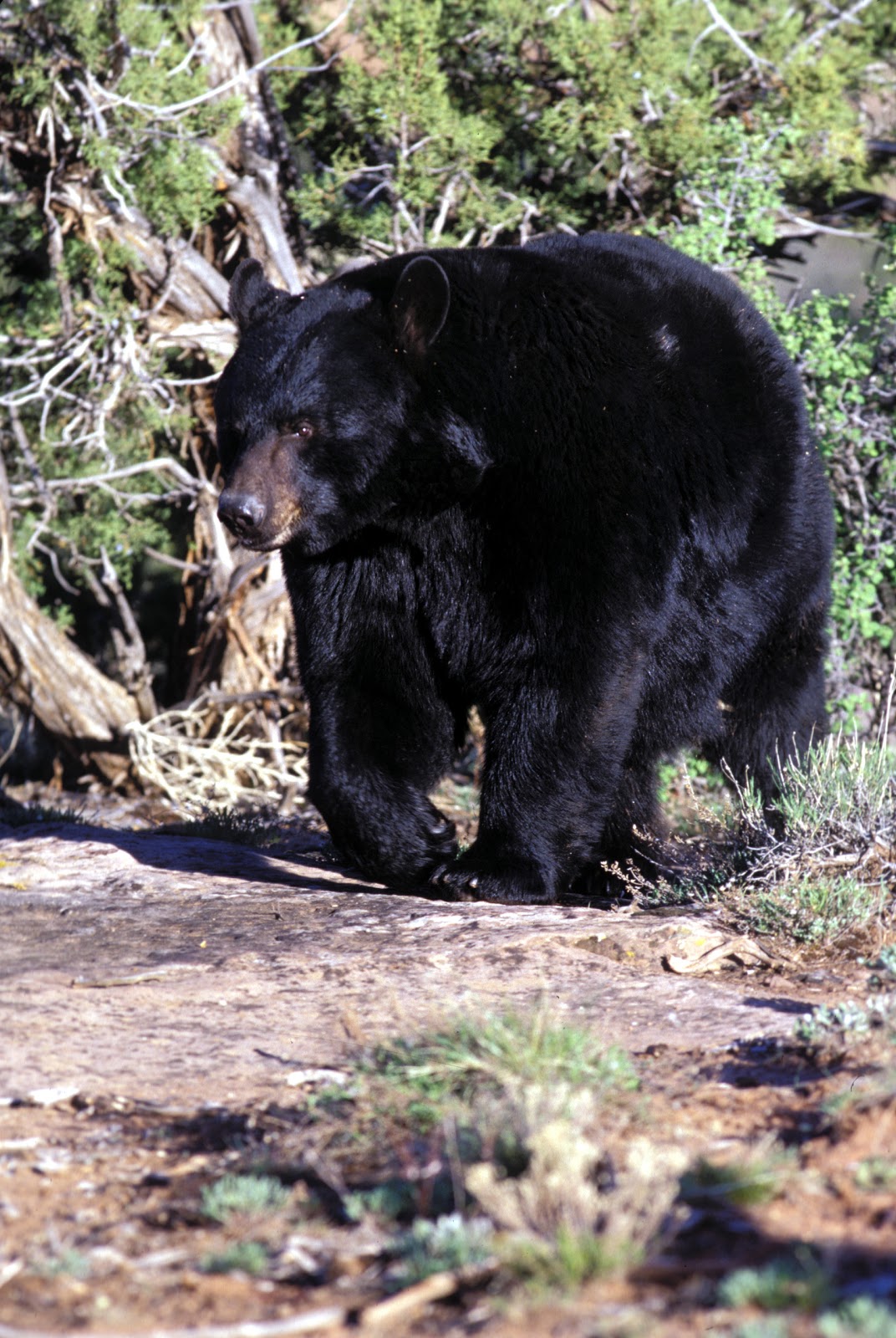 Backcountry Utah's Outdoor Adventure Journal: Wildlife Board approves ...